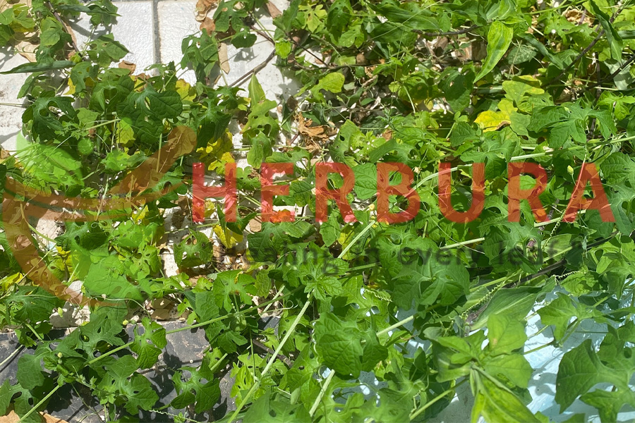 The Incredible Health Benefits of Jamaican Cerasee Tea - Herbura